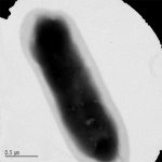 Meet The Microbes Powering A Circular Carbon Economy – LanzaTech